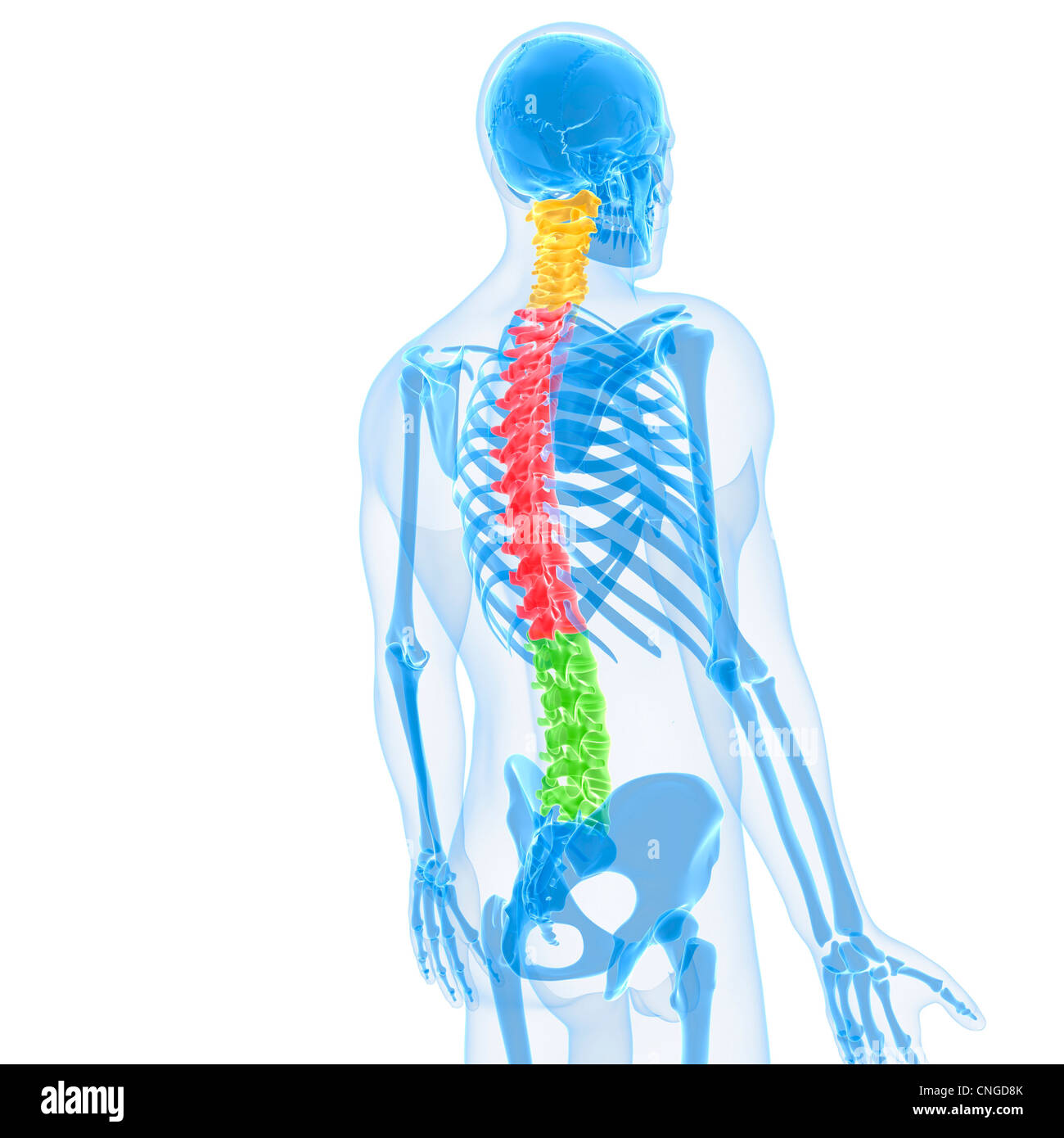 Lumbar spines hi-res stock photography and images - Alamy