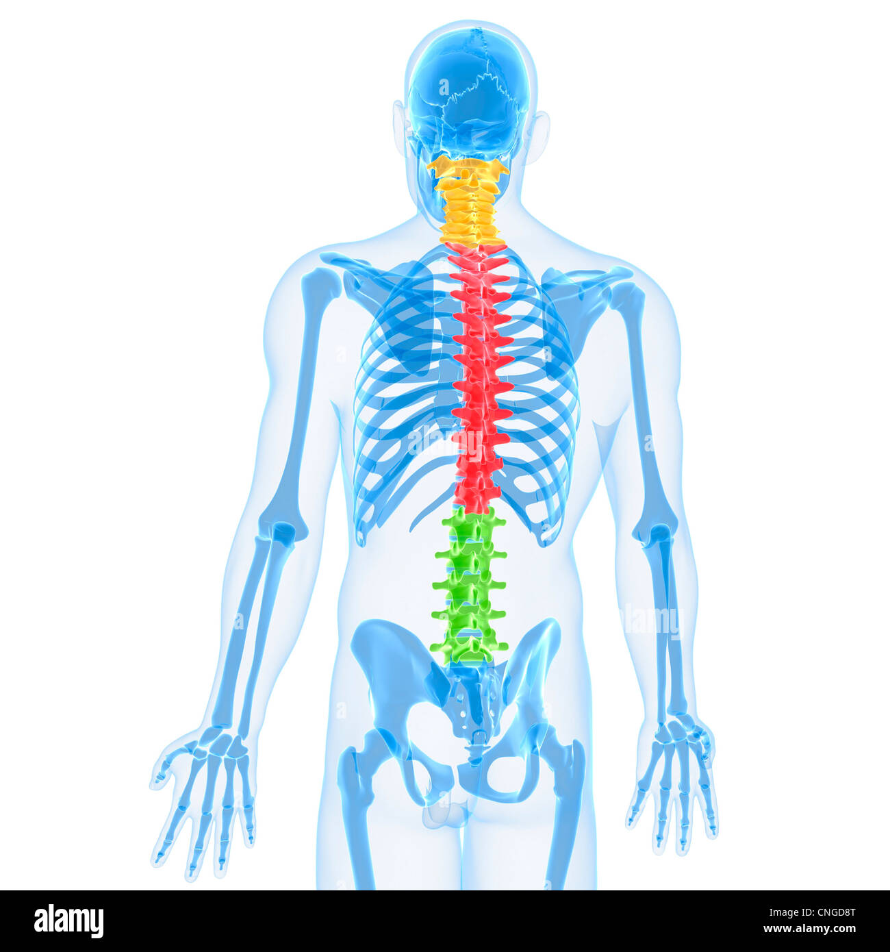 Spine artwork Stock Photo - Alamy