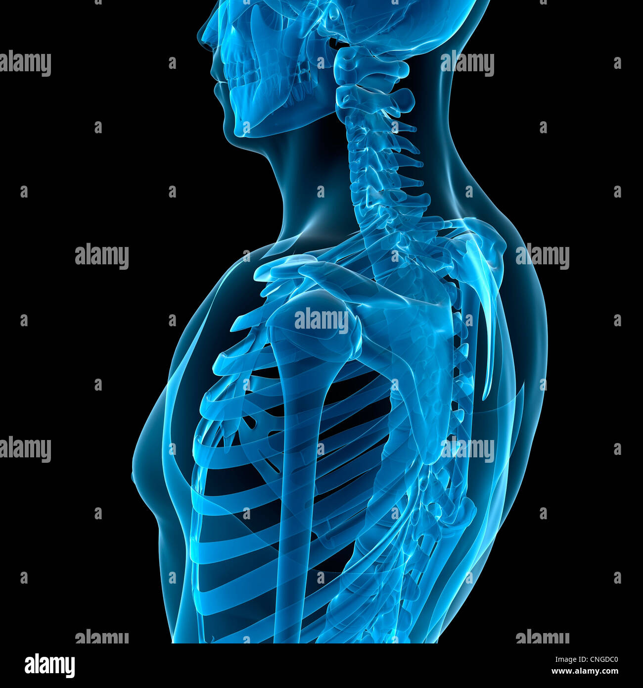 Shoulder spines hi-res stock photography and images - Alamy