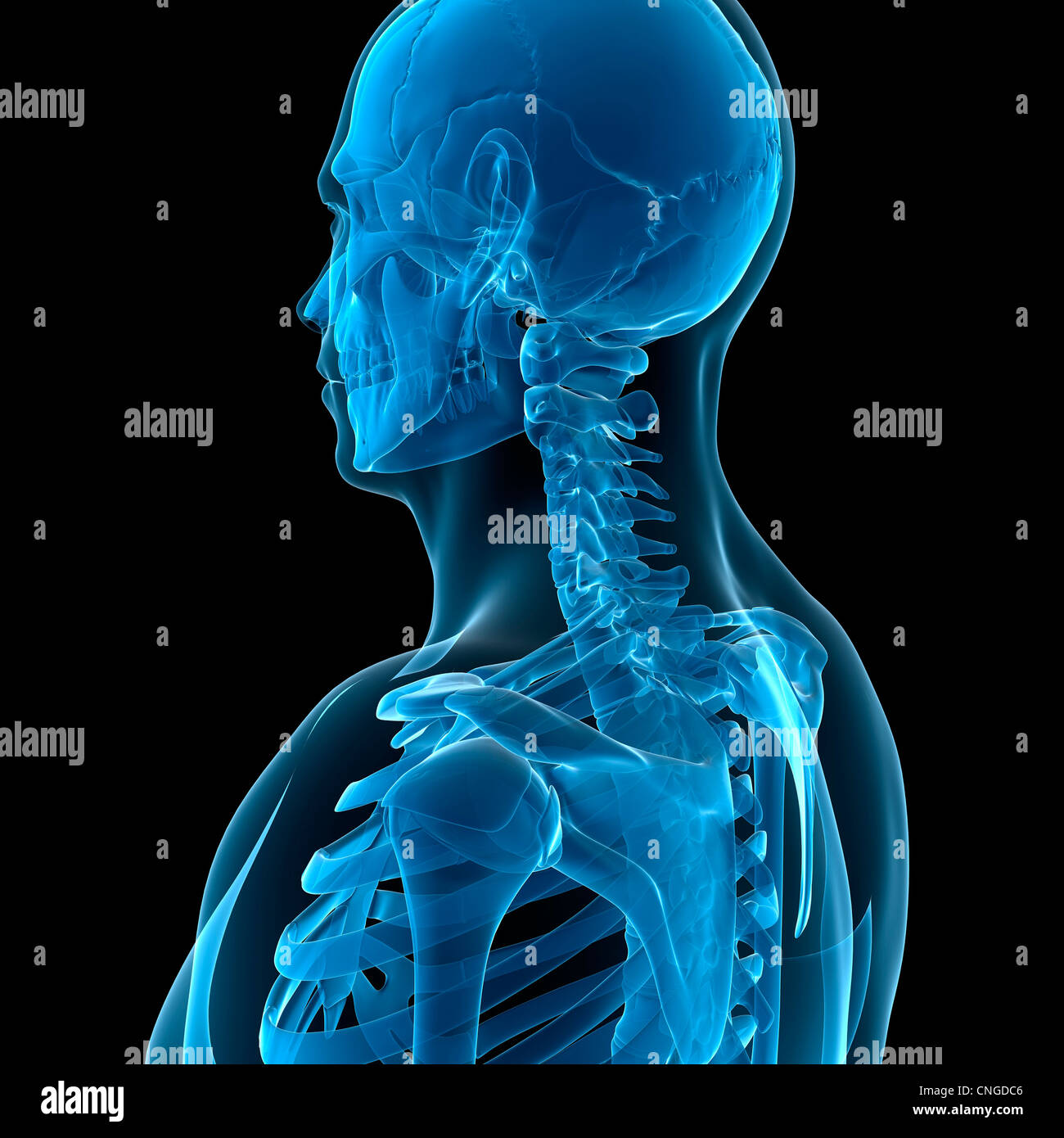 Upper Back Part High Resolution Stock Photography and Images - Alamy
