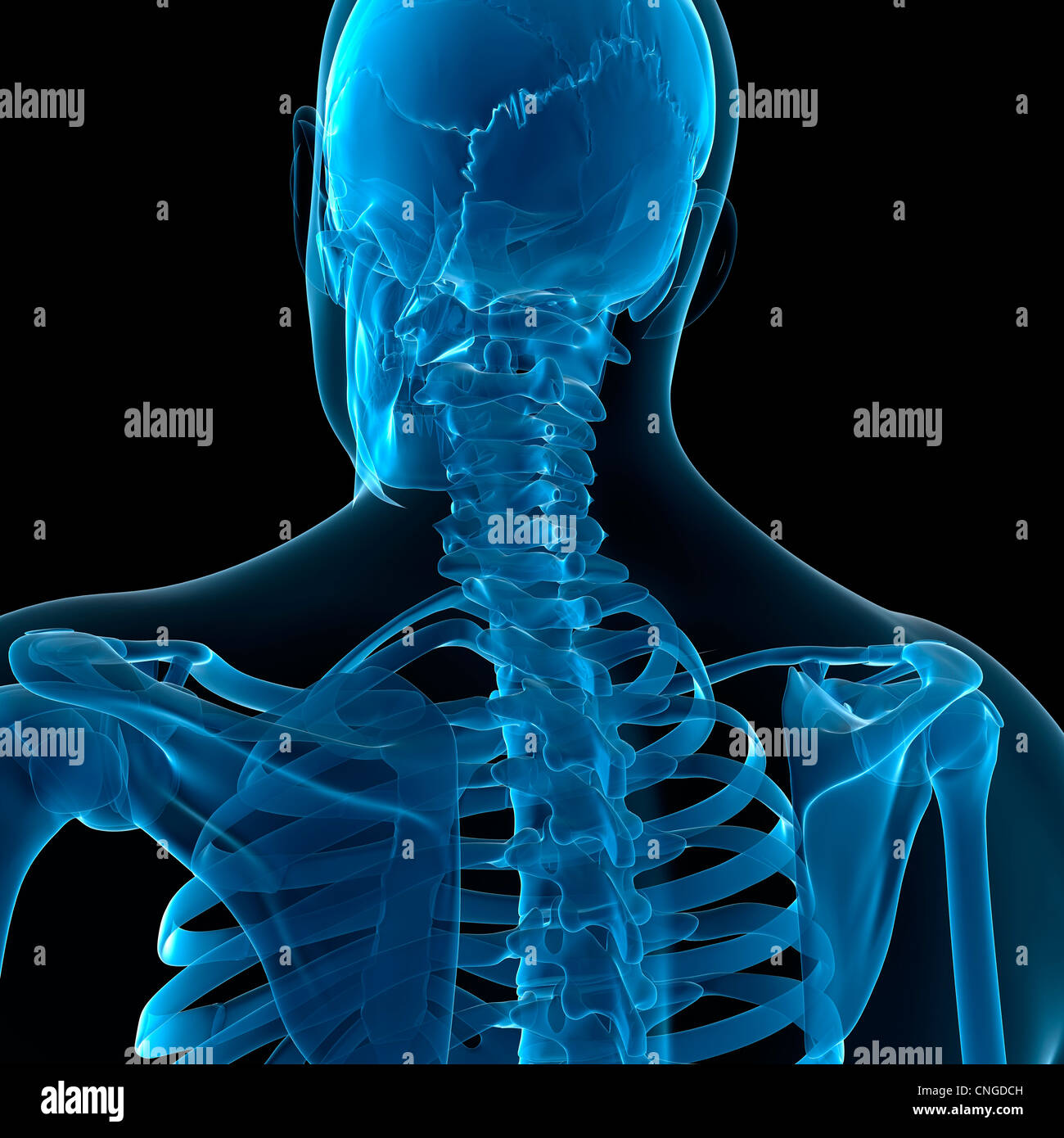 Upper body bones artwork Stock Photo - Alamy