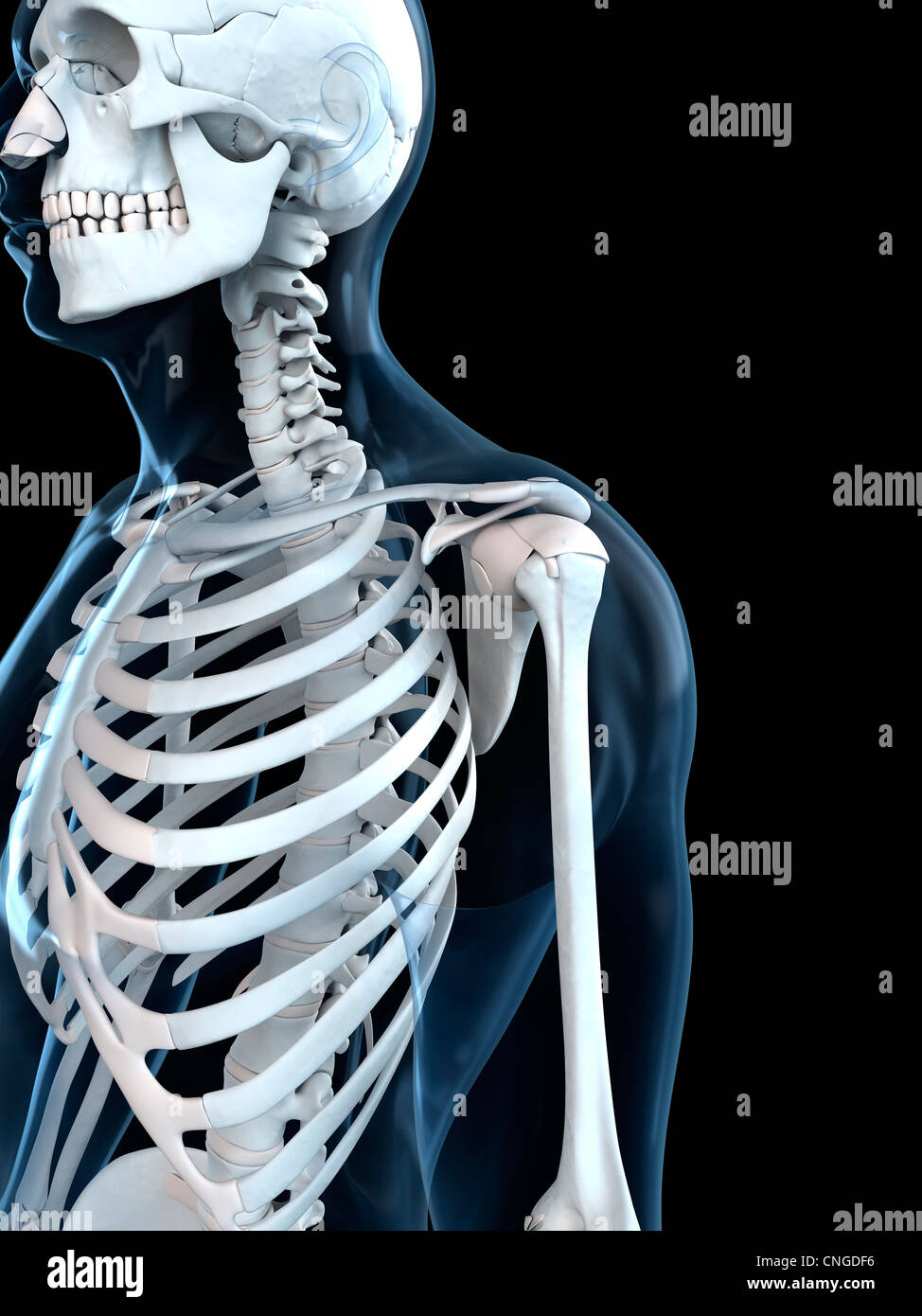 Upper body bones artwork Stock Photo - Alamy