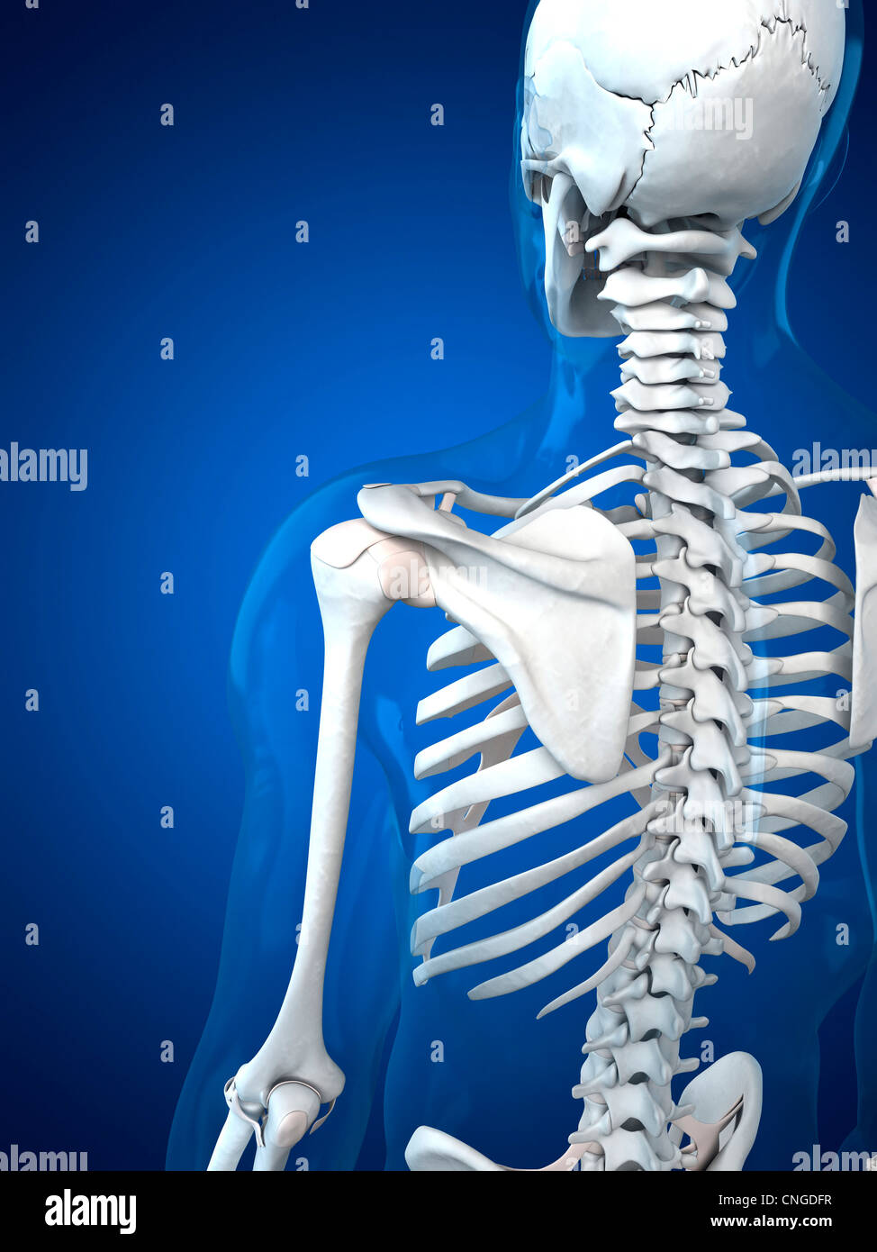 Upper body bones artwork Stock Photo - Alamy