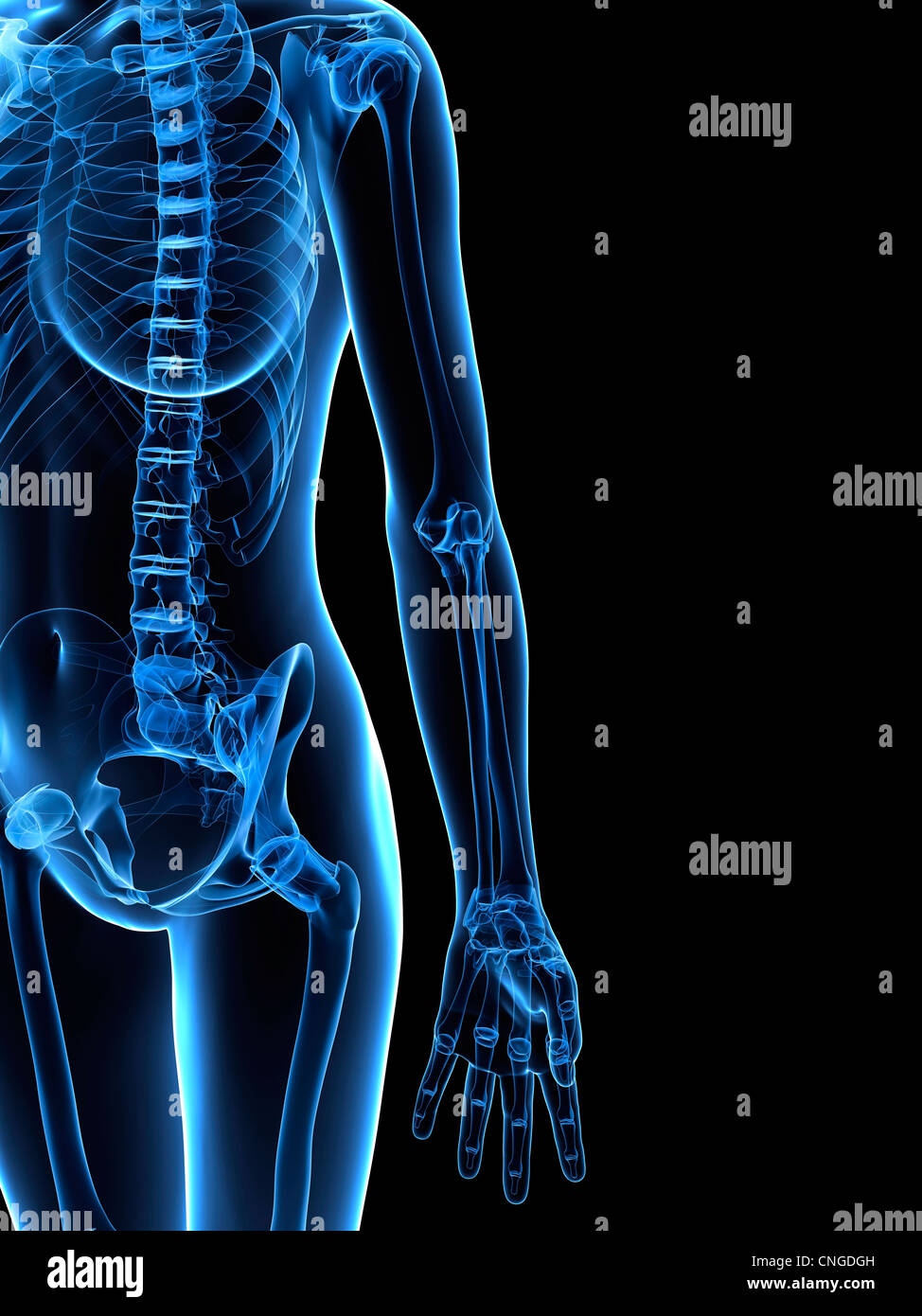 Bones upper limb hi-res stock photography and images - Alamy