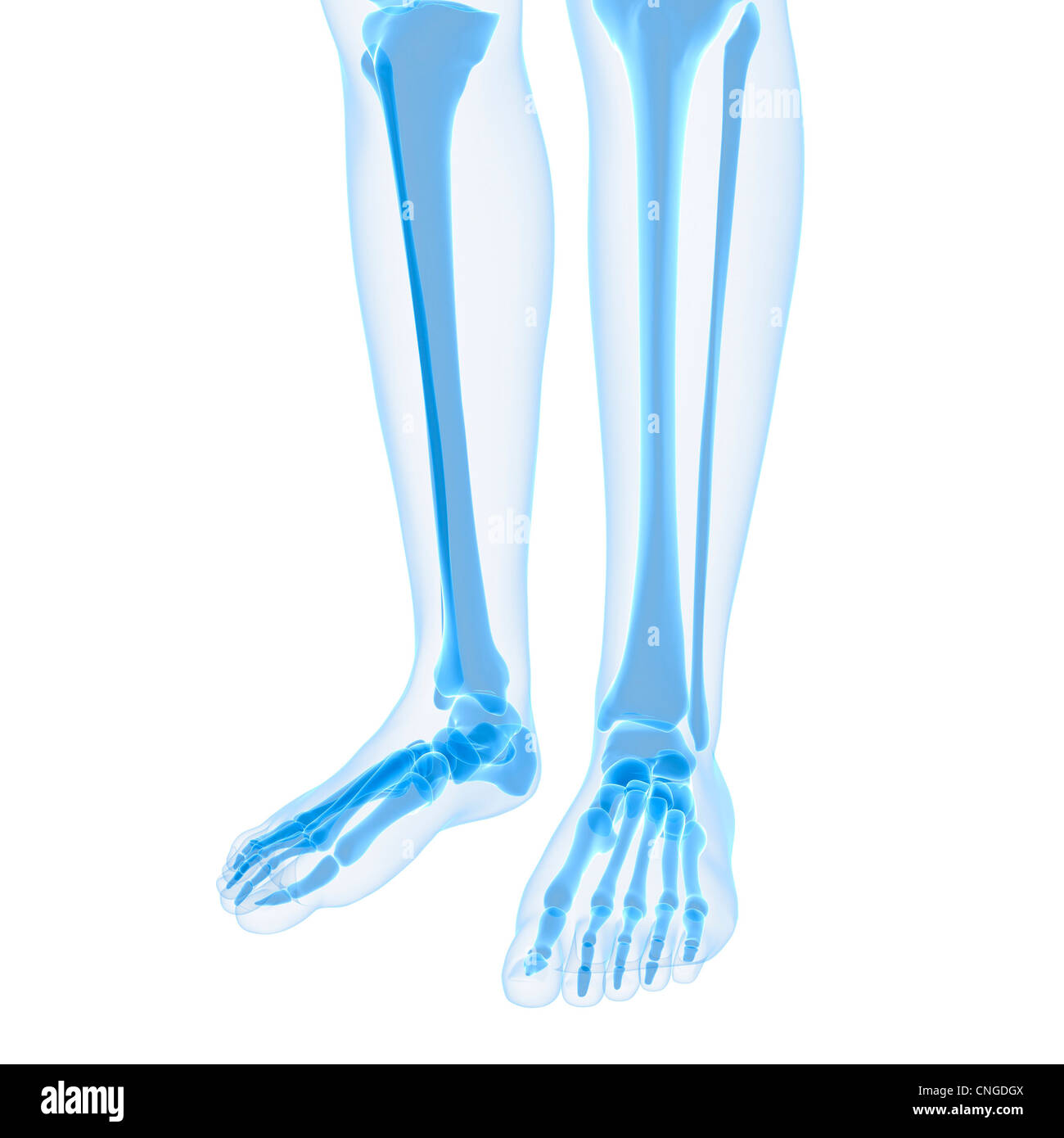 Bones well Cut Out Stock Images & Pictures - Alamy
