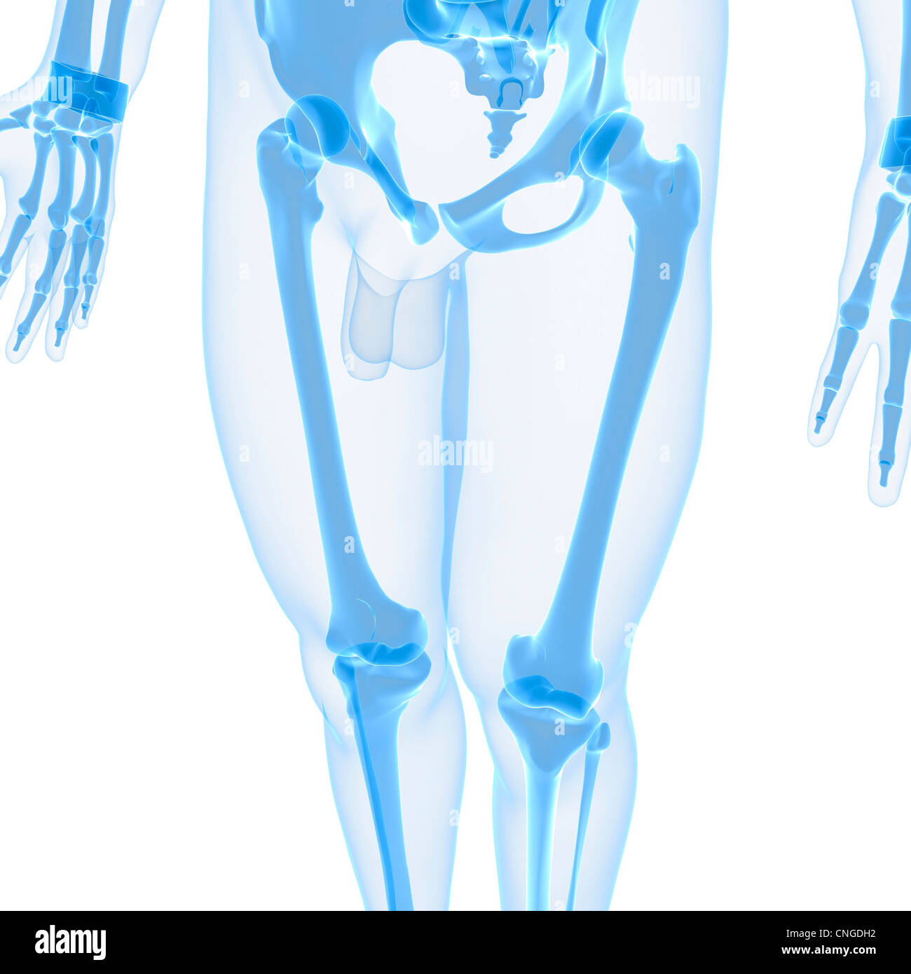 Leg bones artwork Stock Photo - Alamy
