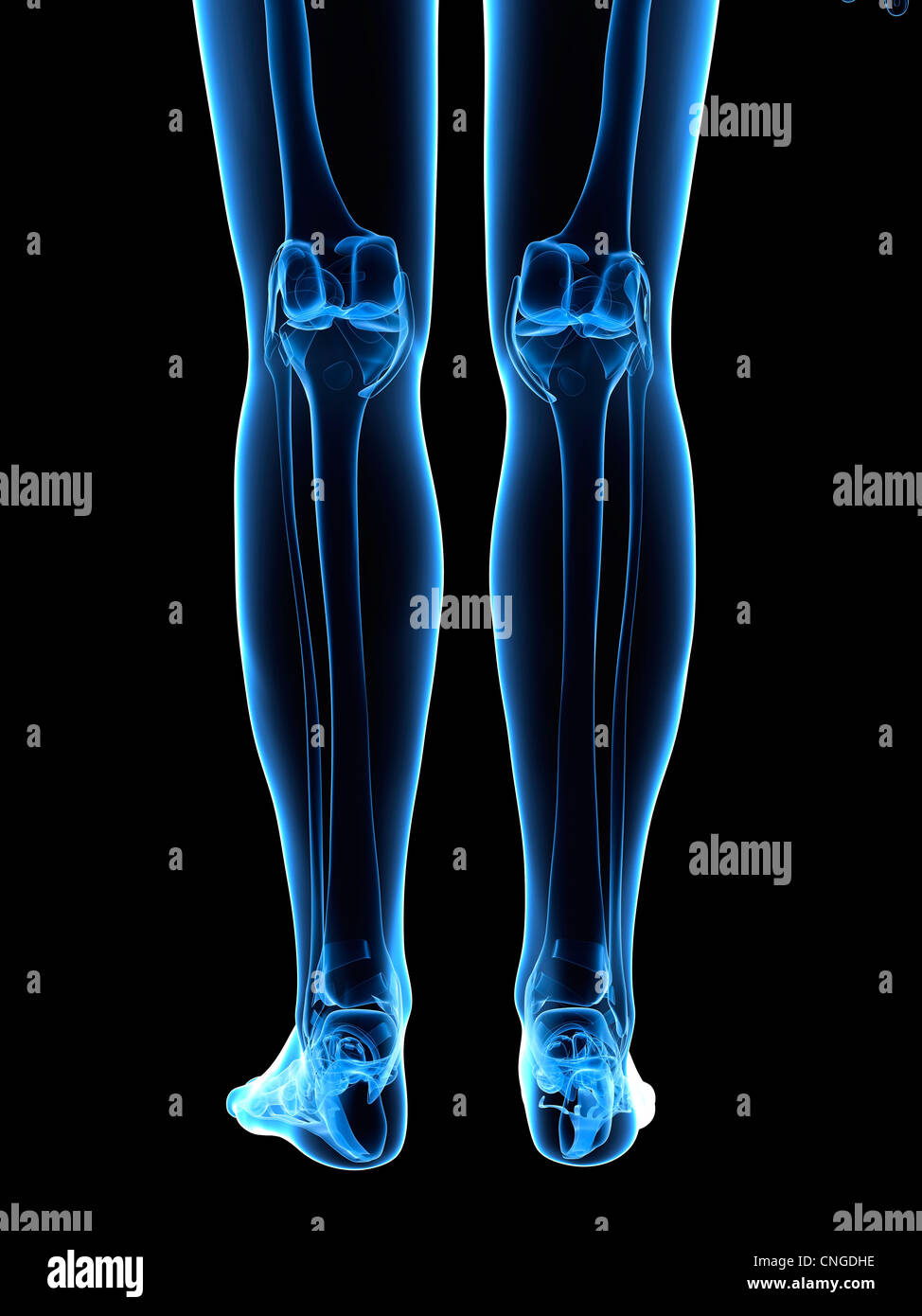Leg bones artwork Stock Photo - Alamy