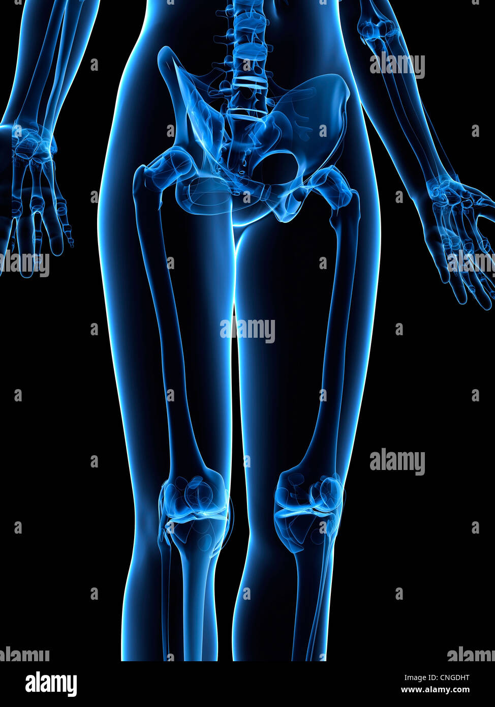 Leg bones artwork Stock Photo - Alamy