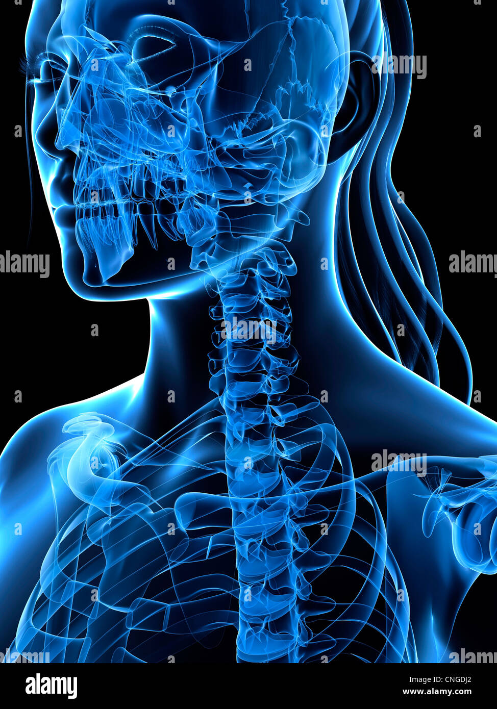 Neck bones artwork Stock Photo - Alamy