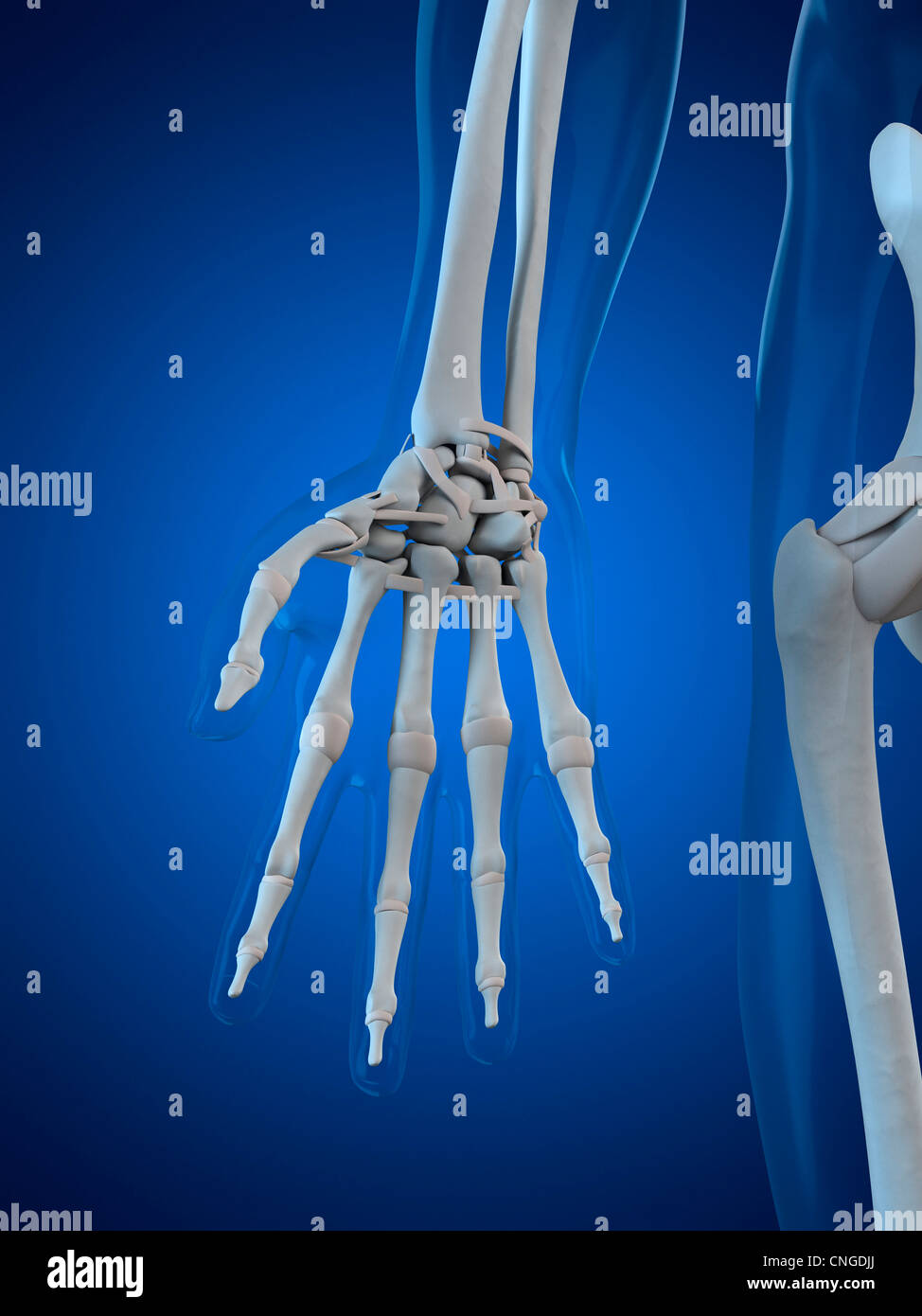 Hand bones artwork Stock Photo - Alamy
