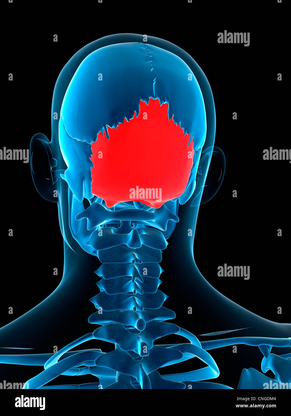Occipital bone hi-res stock photography and images - Alamy