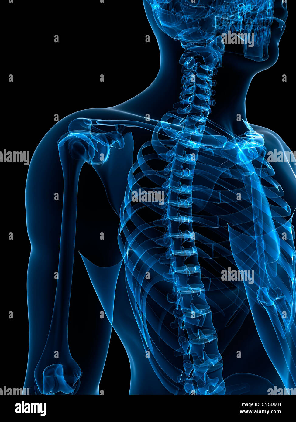 Upper body bones artwork Stock Photo - Alamy
