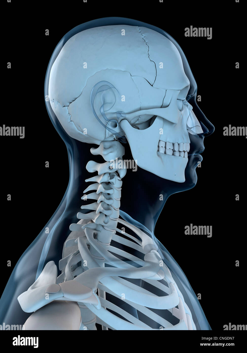 Body sides hi-res stock photography and images - Alamy