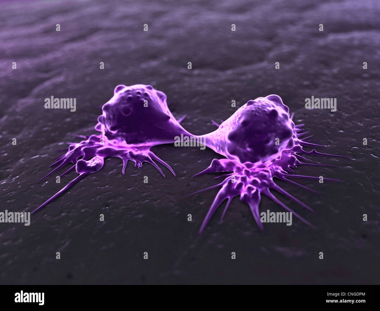 Cancer cells dividing artwork Stock Photo - Alamy