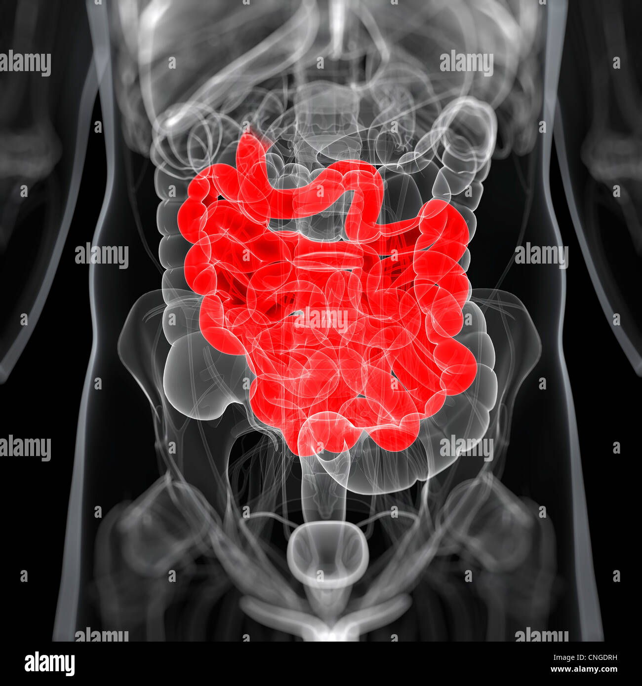 Healthy small intestines artwork Stock Photo - Alamy