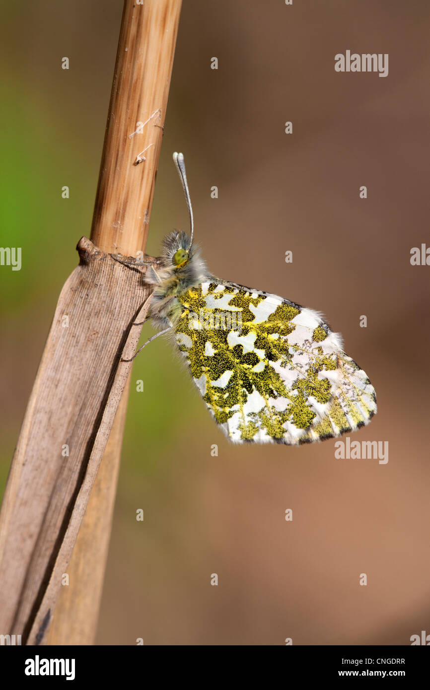 Orange Tip Anthocaris cardamines adult male with wings closed Stock ...