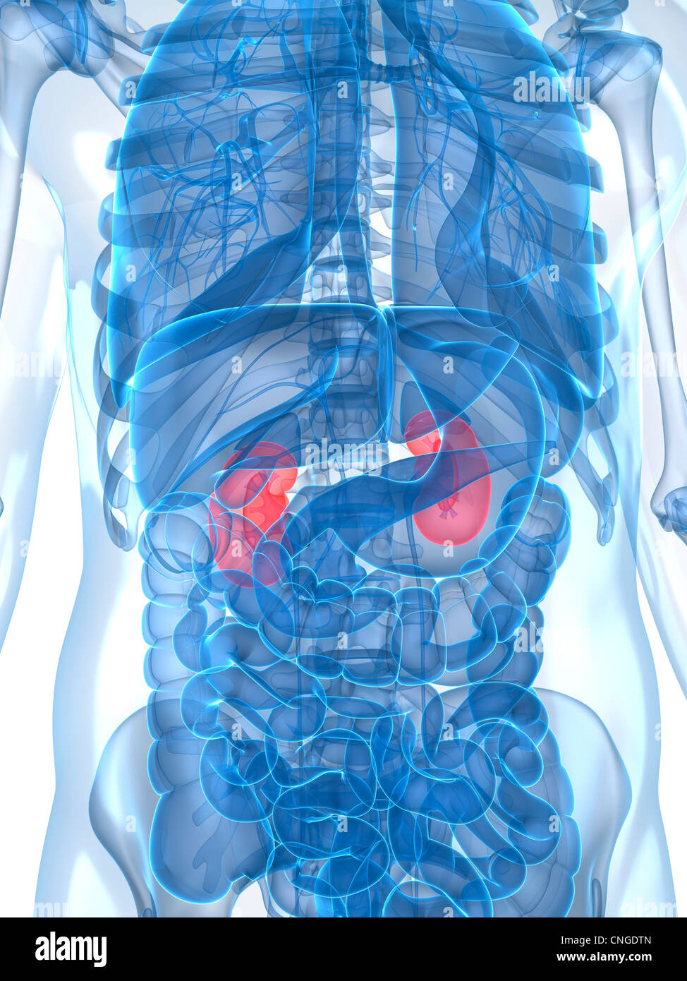 Healthy kidneys artwork Stock Photo - Alamy