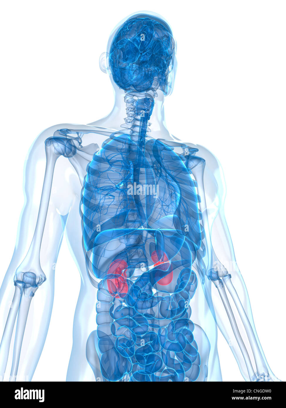 Healthy kidneys artwork Stock Photo - Alamy