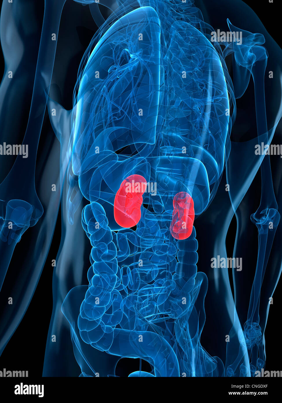 Healthy kidneys artwork Stock Photo - Alamy