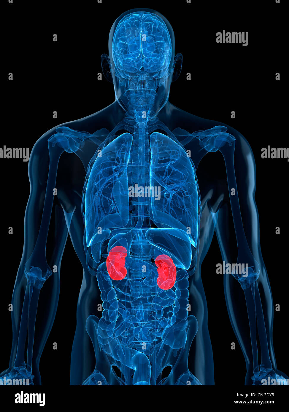 Healthy kidneys artwork Stock Photo - Alamy