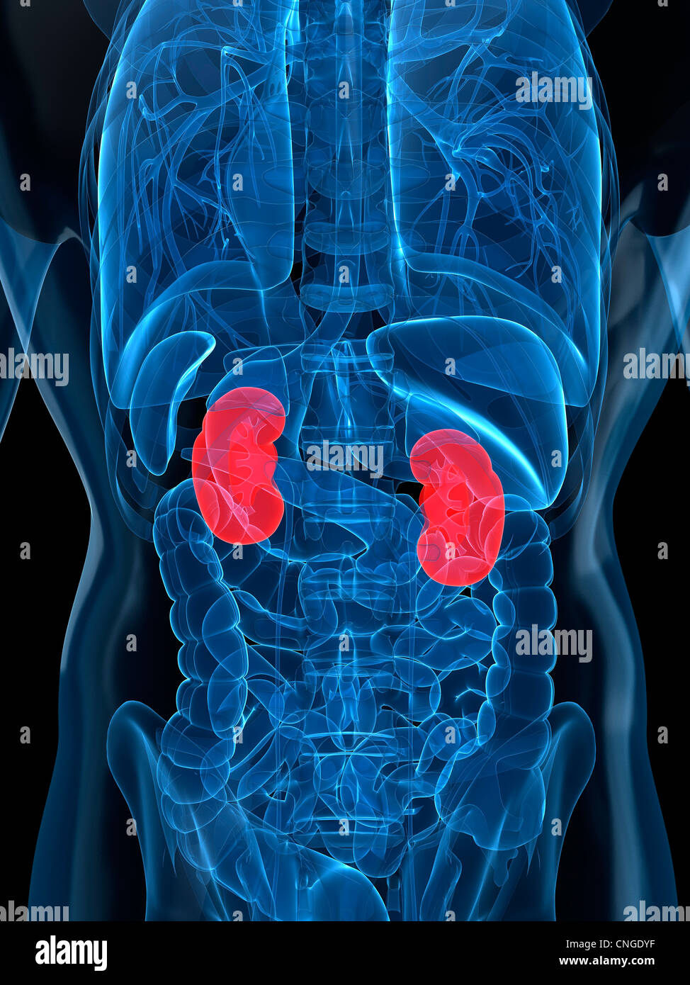 Healthy Kidneys Stock Photos & Healthy Kidneys Stock Images - Alamy