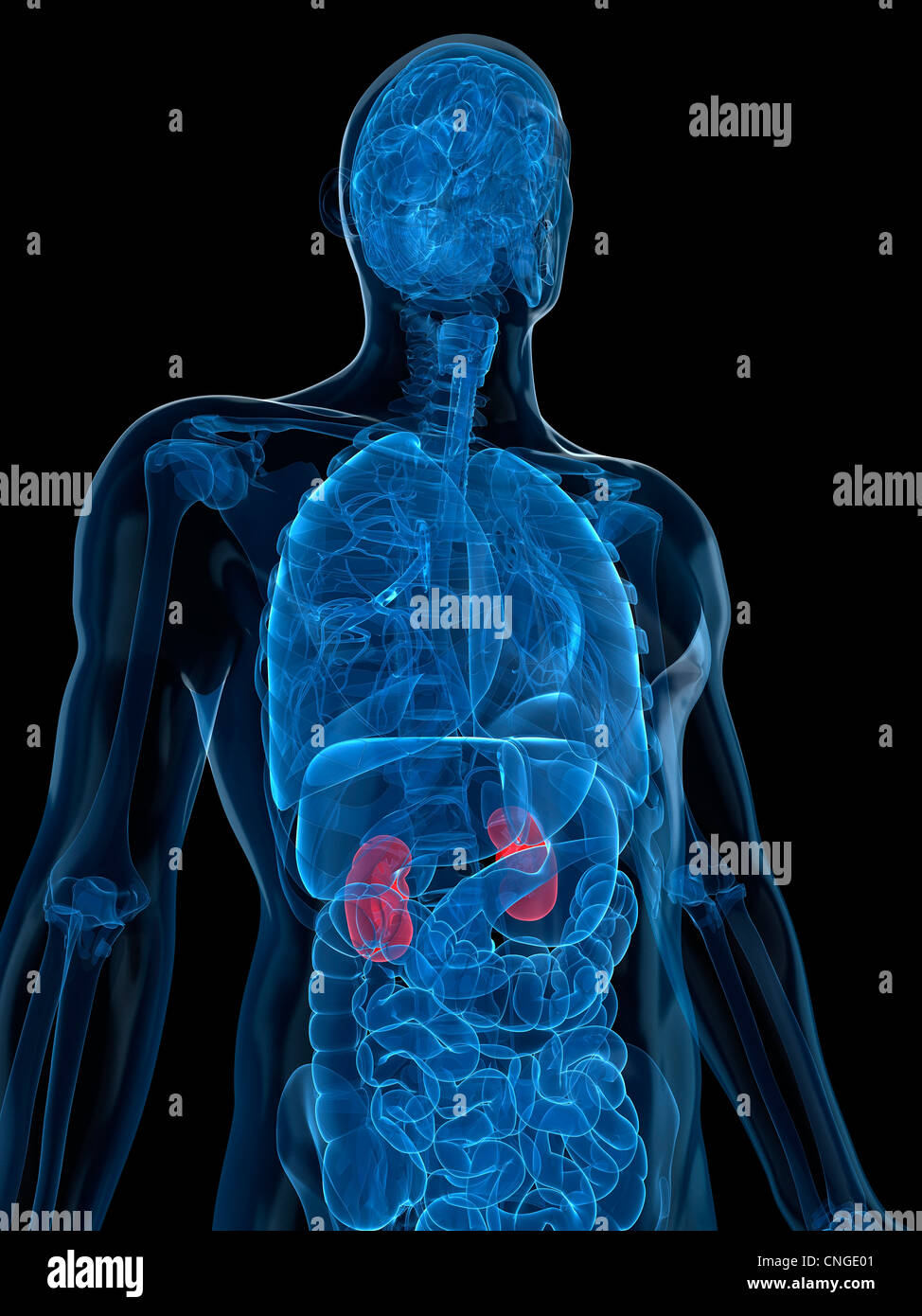 Healthy kidneys artwork Stock Photo - Alamy