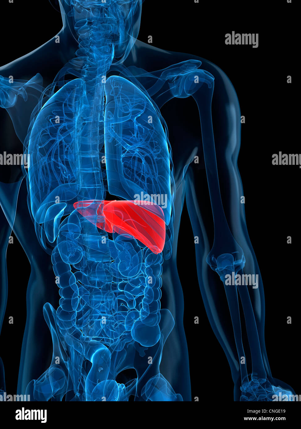 Healthy liver artwork Stock Photo - Alamy