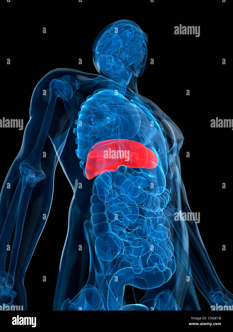 Healthy liver artwork Stock Photo - Alamy