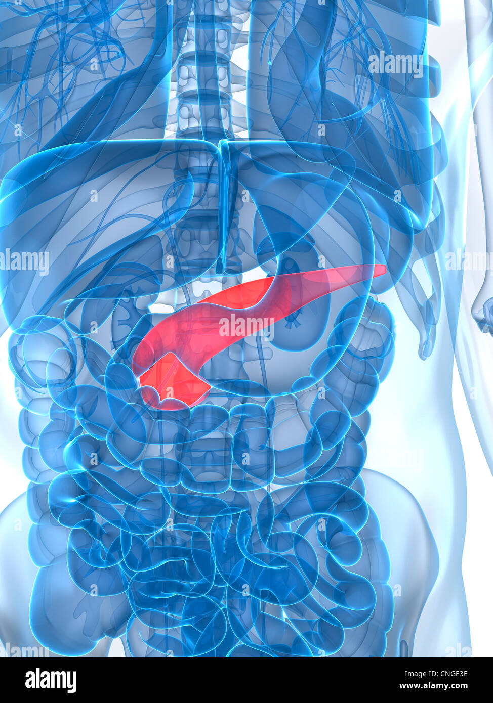 Healthy pancreas artwork Stock Photo - Alamy