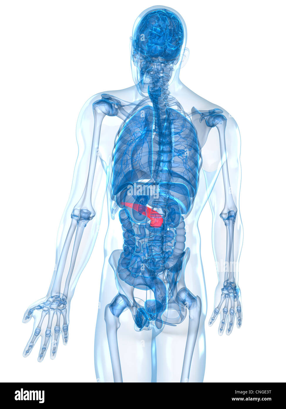 Pancreas Drawing Stock Photos & Pancreas Drawing Stock Images - Alamy