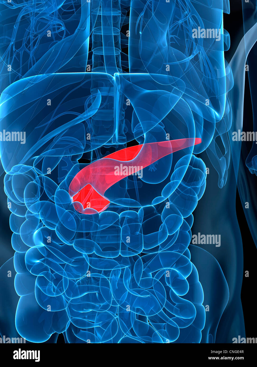 Healthy pancreas artwork Stock Photo - Alamy