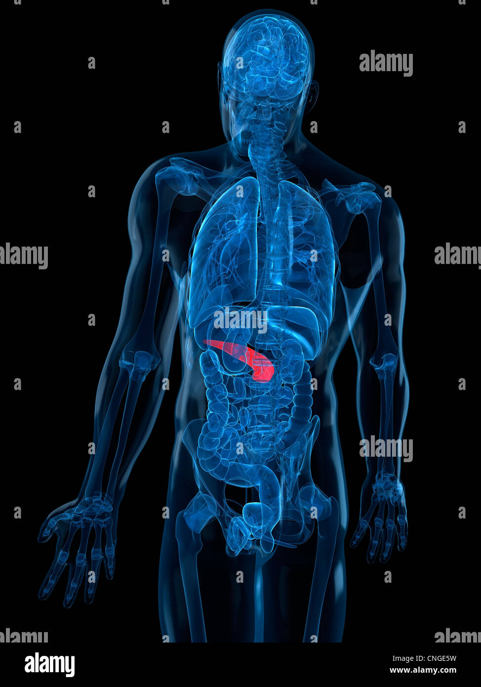 Pancreas Drawing Stock Photos & Pancreas Drawing Stock Images - Alamy