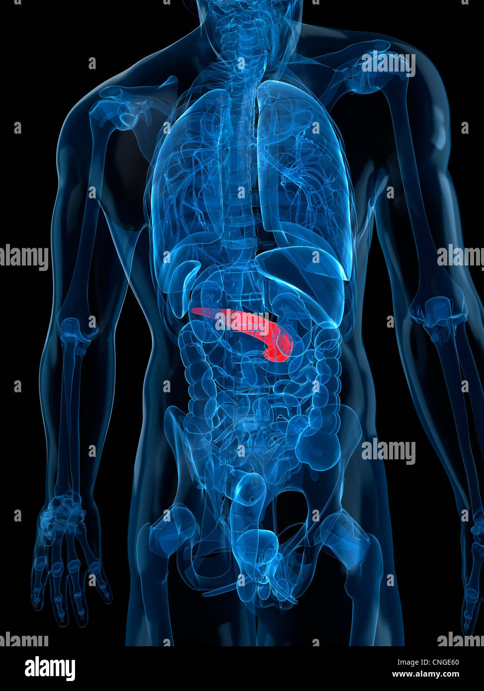 Pancreas drawing hi-res stock photography and images - Alamy