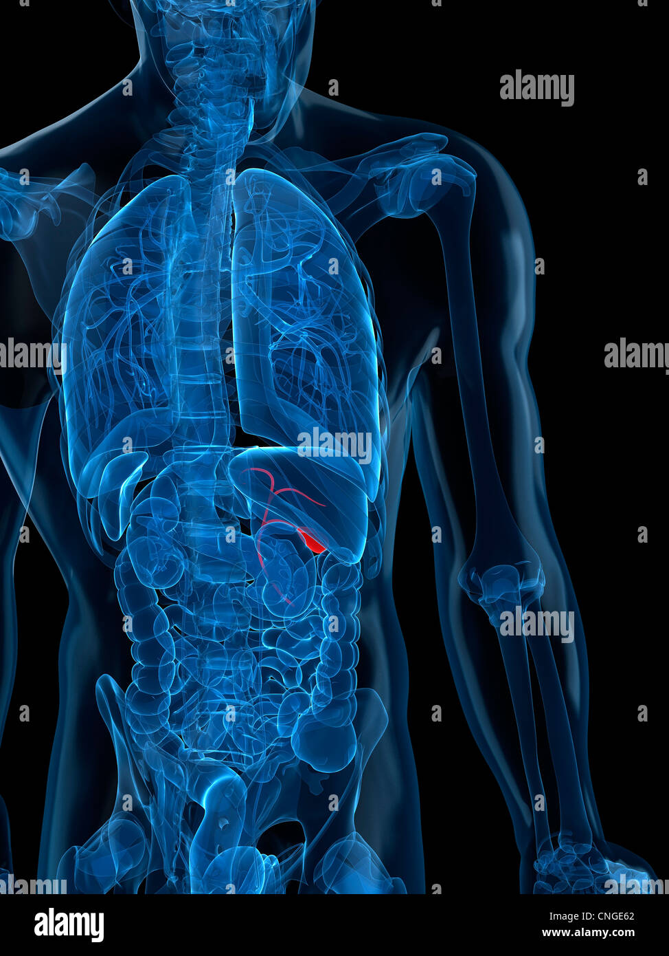 Skeleton x ray healthy abdomen hi-res stock photography and images - Alamy