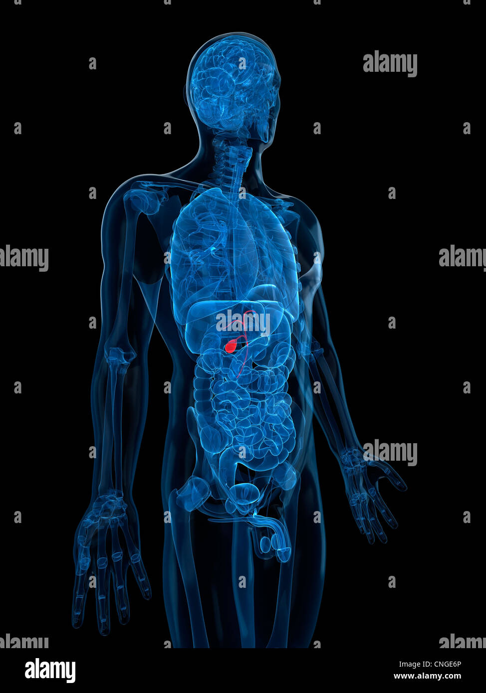 Healthy gallbladder artwork Stock Photo - Alamy