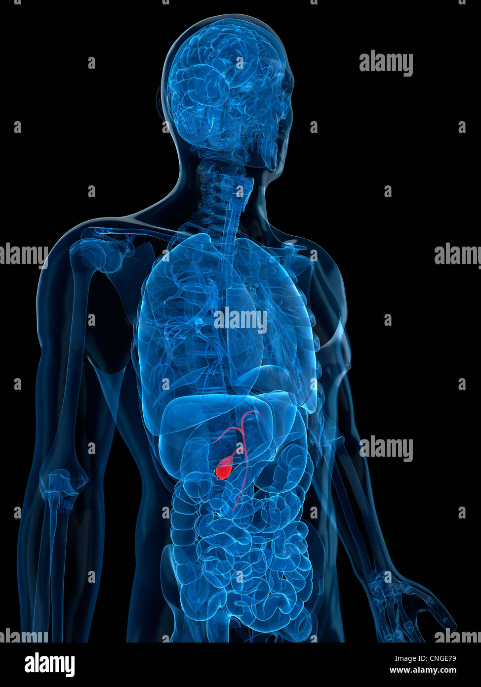 Healthy gallbladder artwork Stock Photo - Alamy