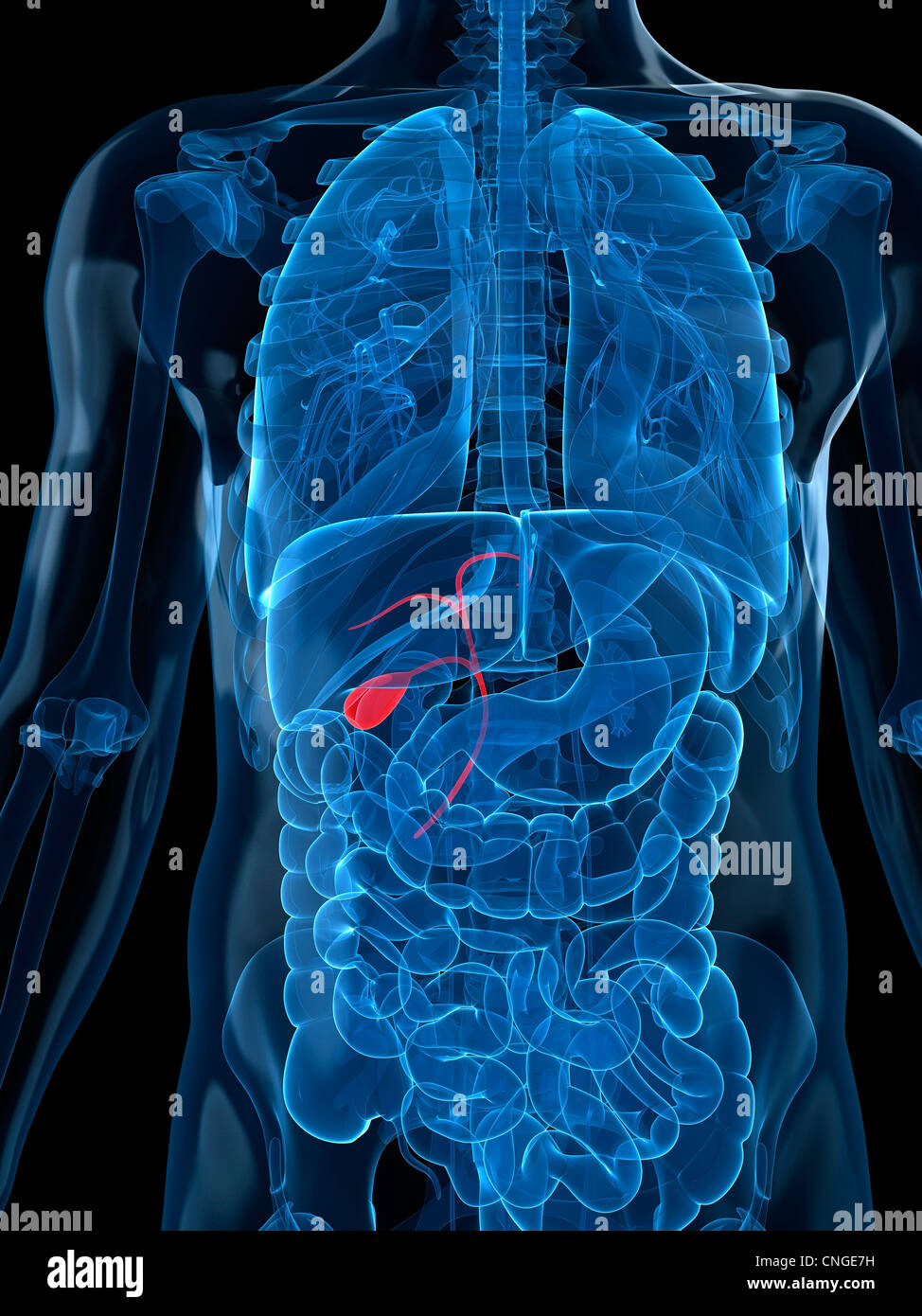 Healthy gallbladder artwork Stock Photo - Alamy
