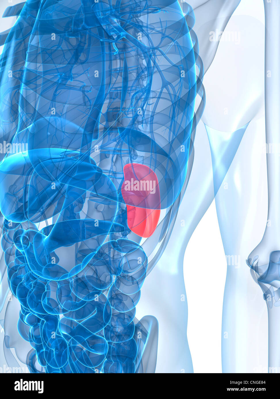 Spleen drawing hi-res stock photography and images - Alamy