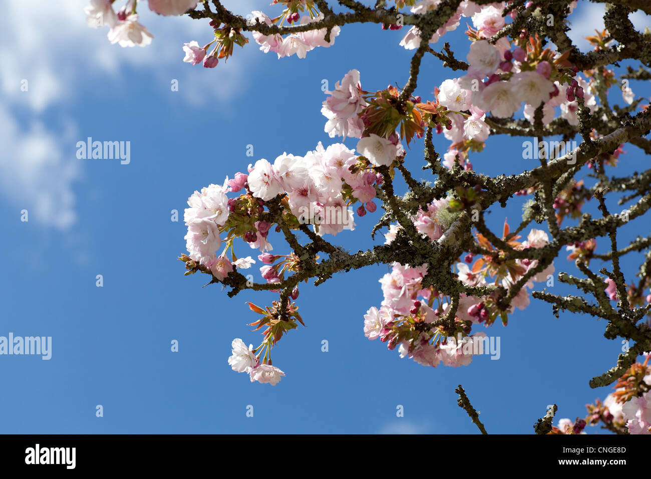 Tregothnan gardens hi-res stock photography and images - Alamy