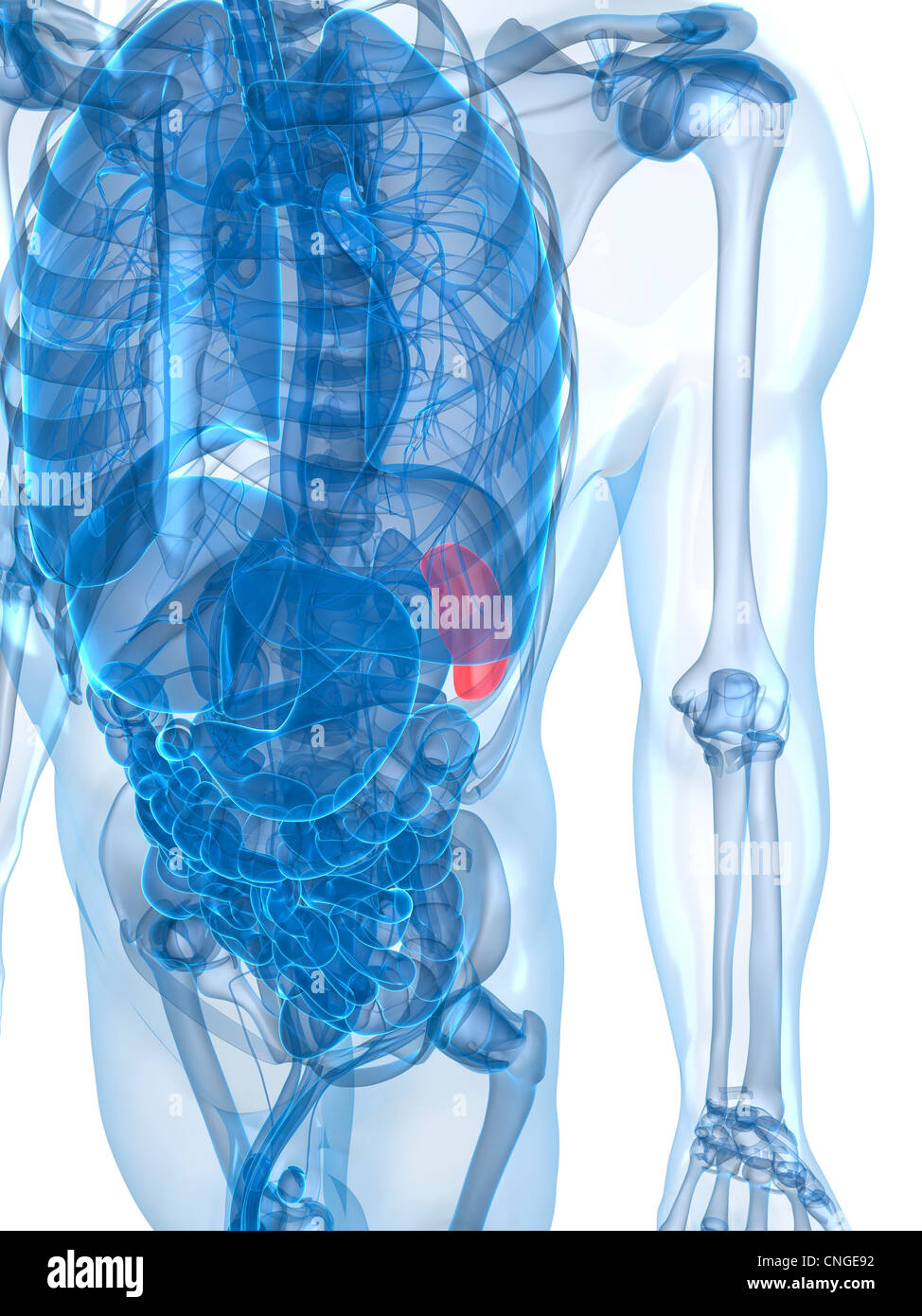 Spleen Image High Resolution Stock Photography and Images - Alamy