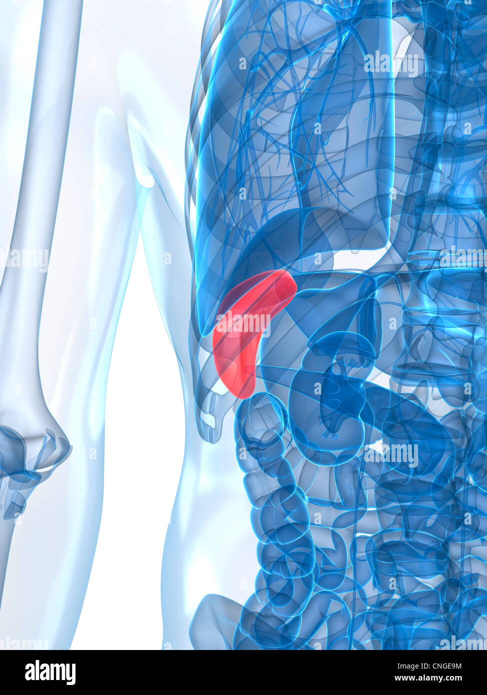 Spleen Image High Resolution Stock Photography and Images - Alamy