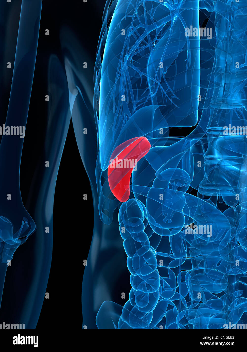 Spleen Image High Resolution Stock Photography and Images - Alamy