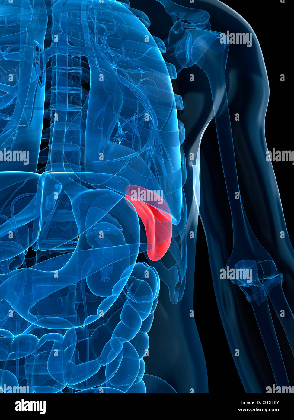 Healthy spleen artwork Stock Photo - Alamy