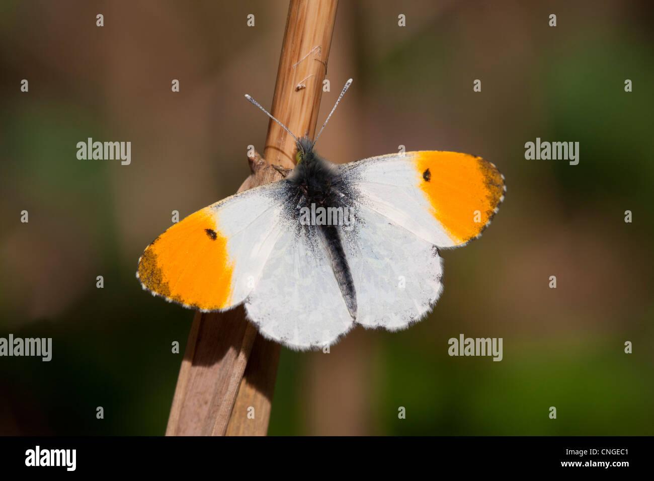 Orange Tip Anthocaris cardamines adult male with wings open Stock Photo ...