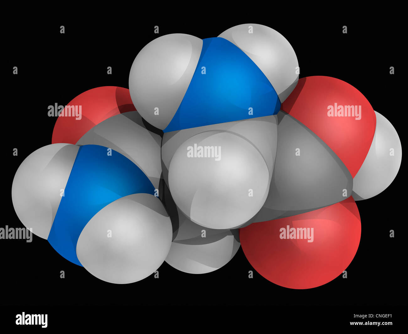 Asparagine hi-res stock photography and images - Alamy
