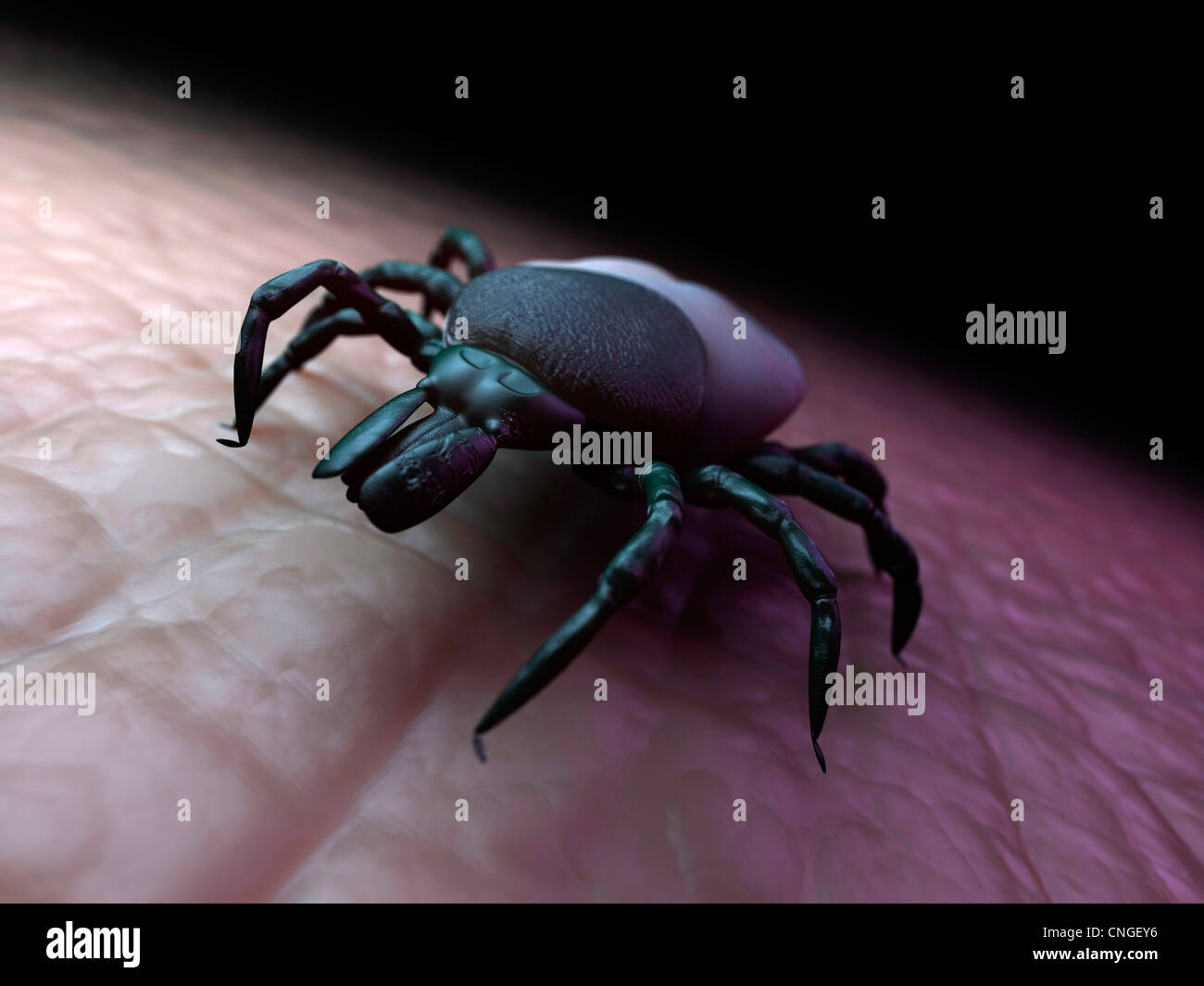 Tick artwork Stock Photo - Alamy