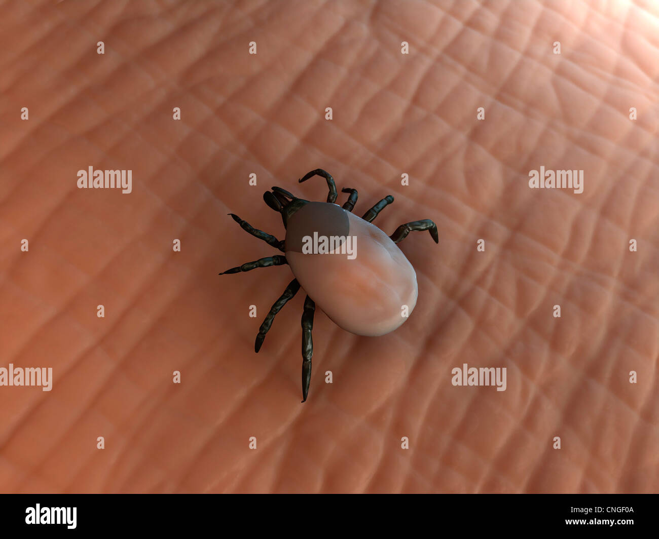 Tick artwork Stock Photo - Alamy