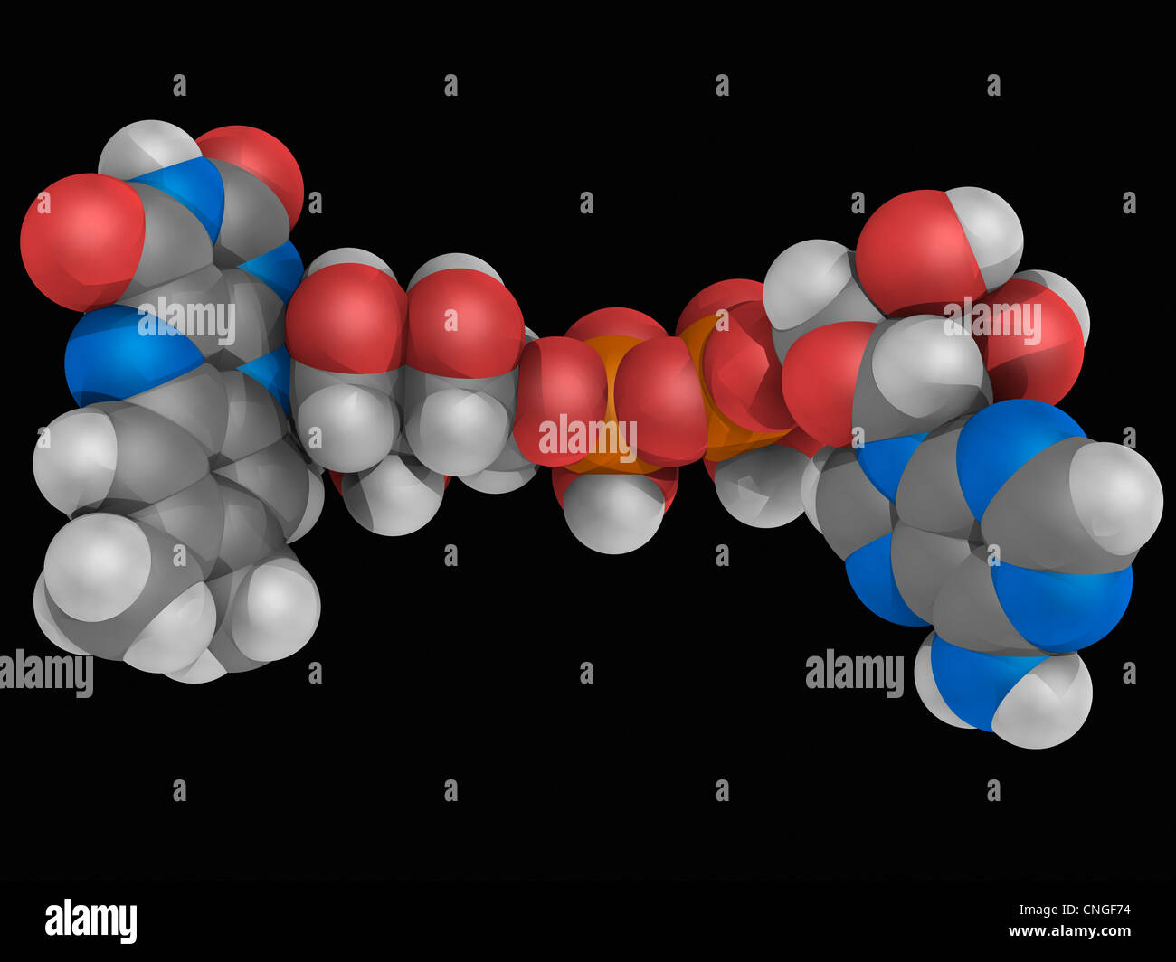 Flavin adenine dinucleotide (FAD) molecule Stock Photo - Alamy Flavin adenine dinucleotide (FAD) molecule Stock Photo - Alamy