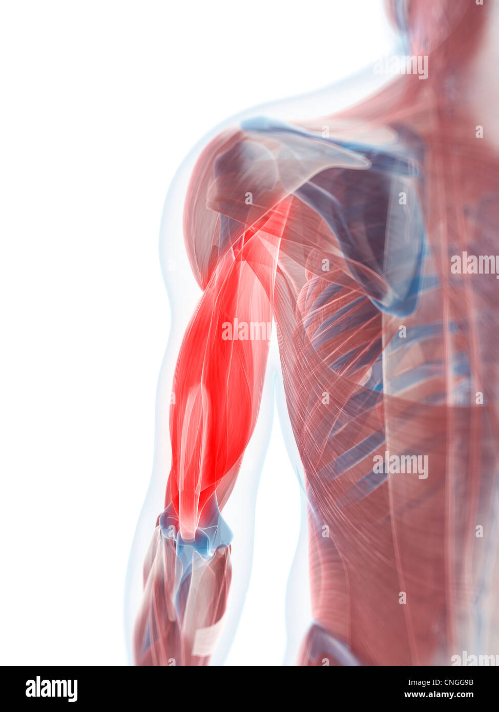 Biceps muscle artwork Stock Photo - Alamy