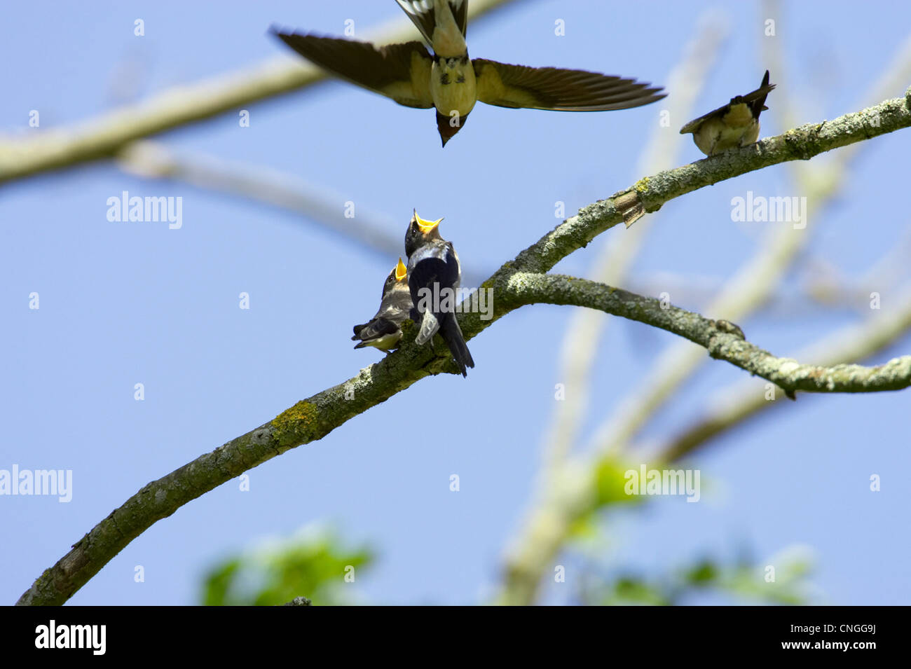 Tree swallow fledglings hi-res stock photography and images - Alamy